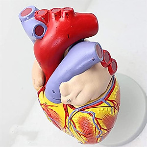 VEKETE Educational Model Enlarged Version of Human Heart Anatomical Model, Medical Teaching Heart, Suitable for Human Internal Organs Anatomy Science Classroom Research Tea