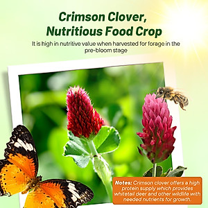Outsidepride Crimson Clover Seeds - 10 lbs. Annual, Nitrocoated, & Inoculated Ground Cover Seeds, Ideal Clover Seed for Lawn, Cover Crop, Pasture, Hay, Green Manure & Wildlife Forage