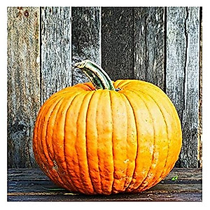 David's Garden Seeds Pumpkin Connecticut Field 8567 (Orange) 50 Non-GMO, Heirloom Seeds