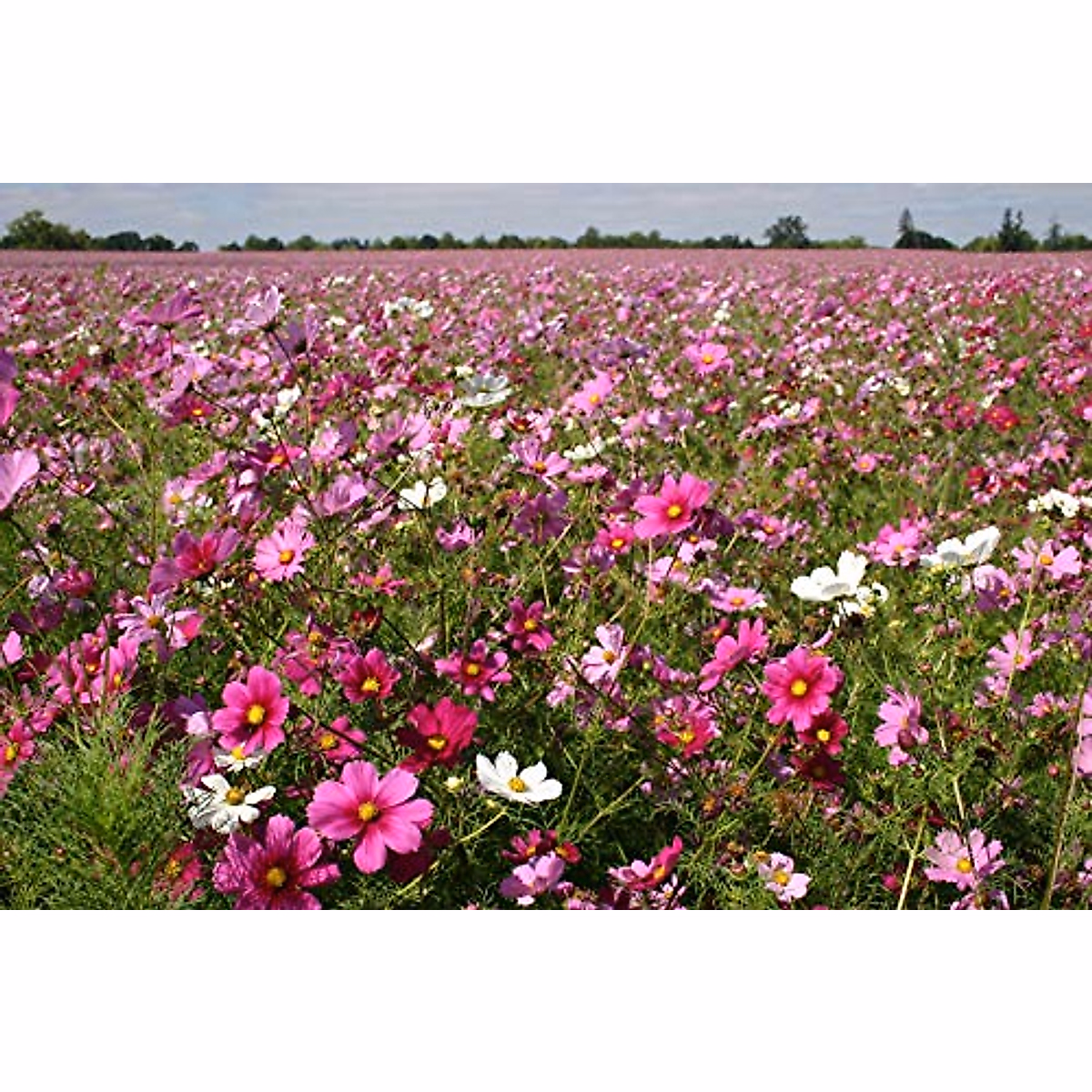 "Sensation Mix" Cosmos Flower Seeds for Planting, 100+ Seeds Per Packet, (Isla's Garden Seeds), Non GMO & Heirloom Seeds, Scientific Name: Cosmos bipinnatus, Great Home Flower Garden Gift