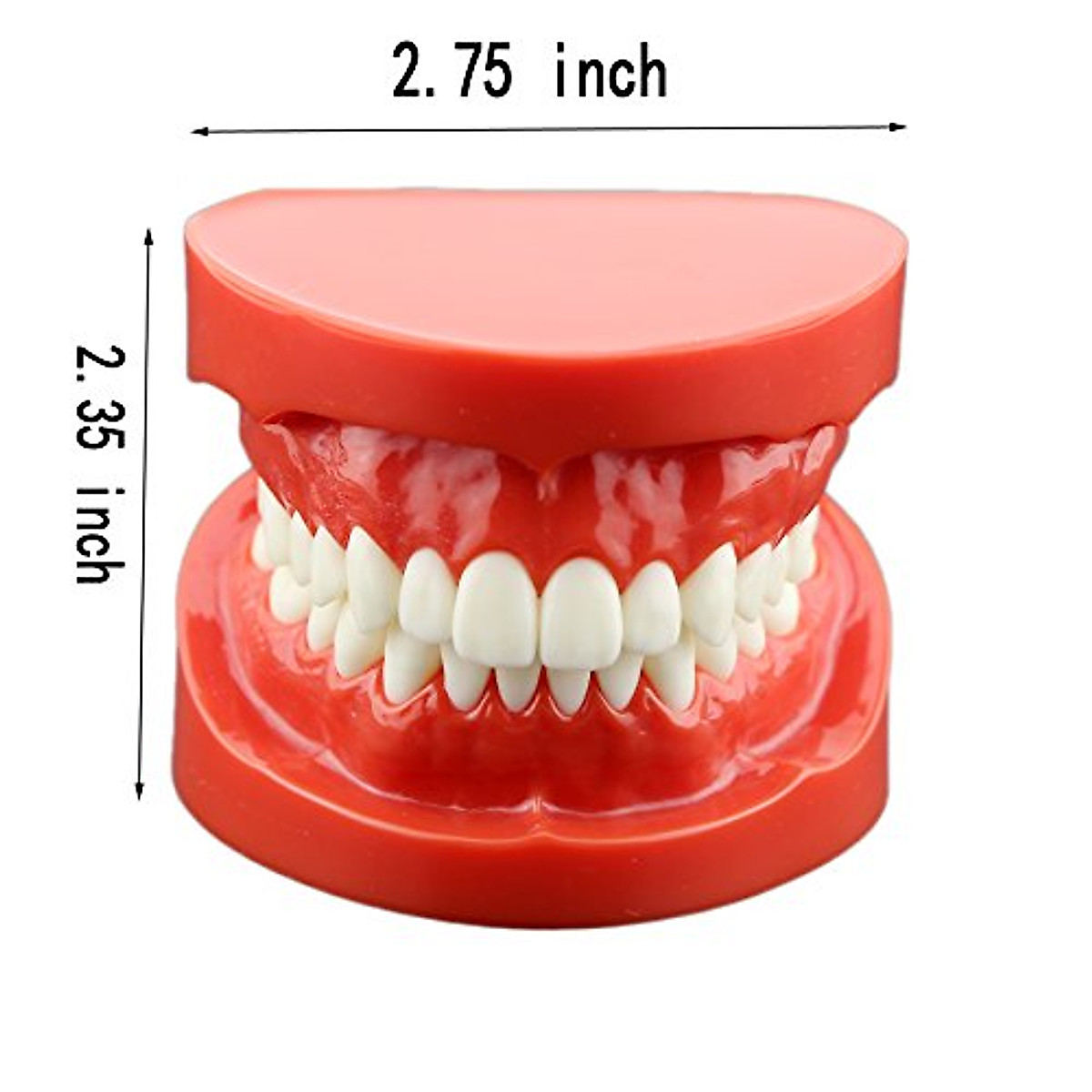 Dental Typodont Standard Teeth Model for Teaching Practice Demonstration Flossing Model for Adult