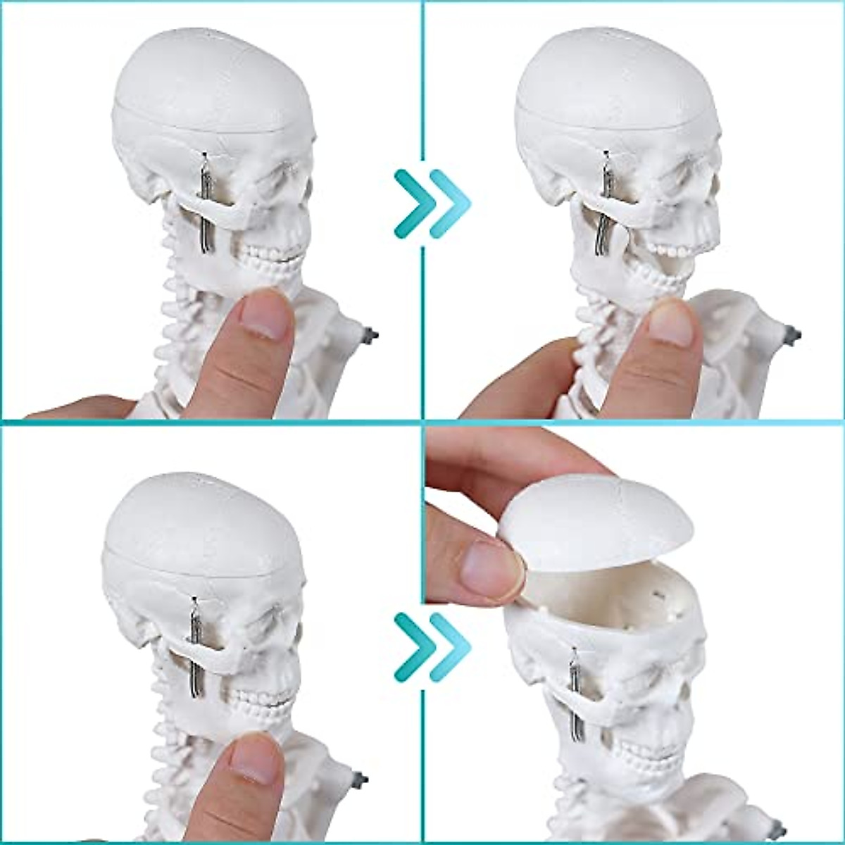 Aliwovo Skeleton Model Anatomy Mini Human Anatomical Skeleton Medical Education Study 17.7&quot;Model with Colorful Manual and Exquisite Packaging