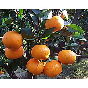 20+ Mandarin Orange Tree Seeds Dwarf Edible Fruit Citrus Fruit Plant Outdoor Plants Bonsai