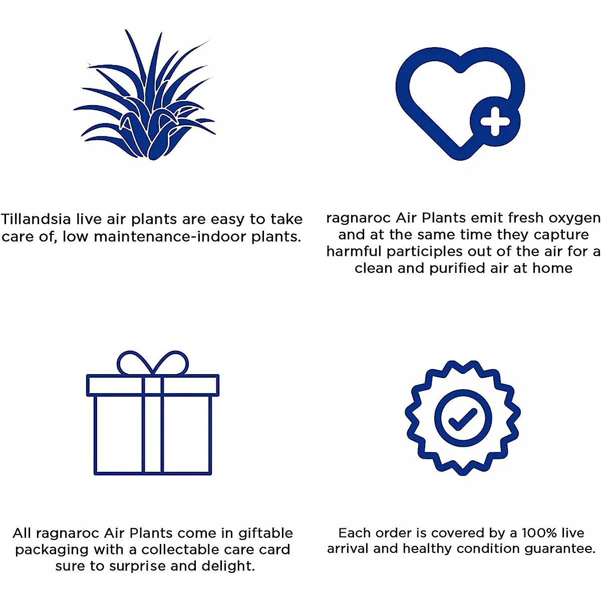 ragnaroc Air Plants - Flowering Tillandsia Pink Paske Large 5" - 1ct - Live Arrival Guaranteed - House Plants for Home Decor & Gift