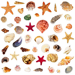 WOYINIS Lifelike 3D Seashells Wall Decals, DIY Removable Conch Scallop Starfish Wall Stickers, Peel & Stick Beach Wall Decals for Living Room Bedroom Kids Room Playroom Nursery Bathroom Decor