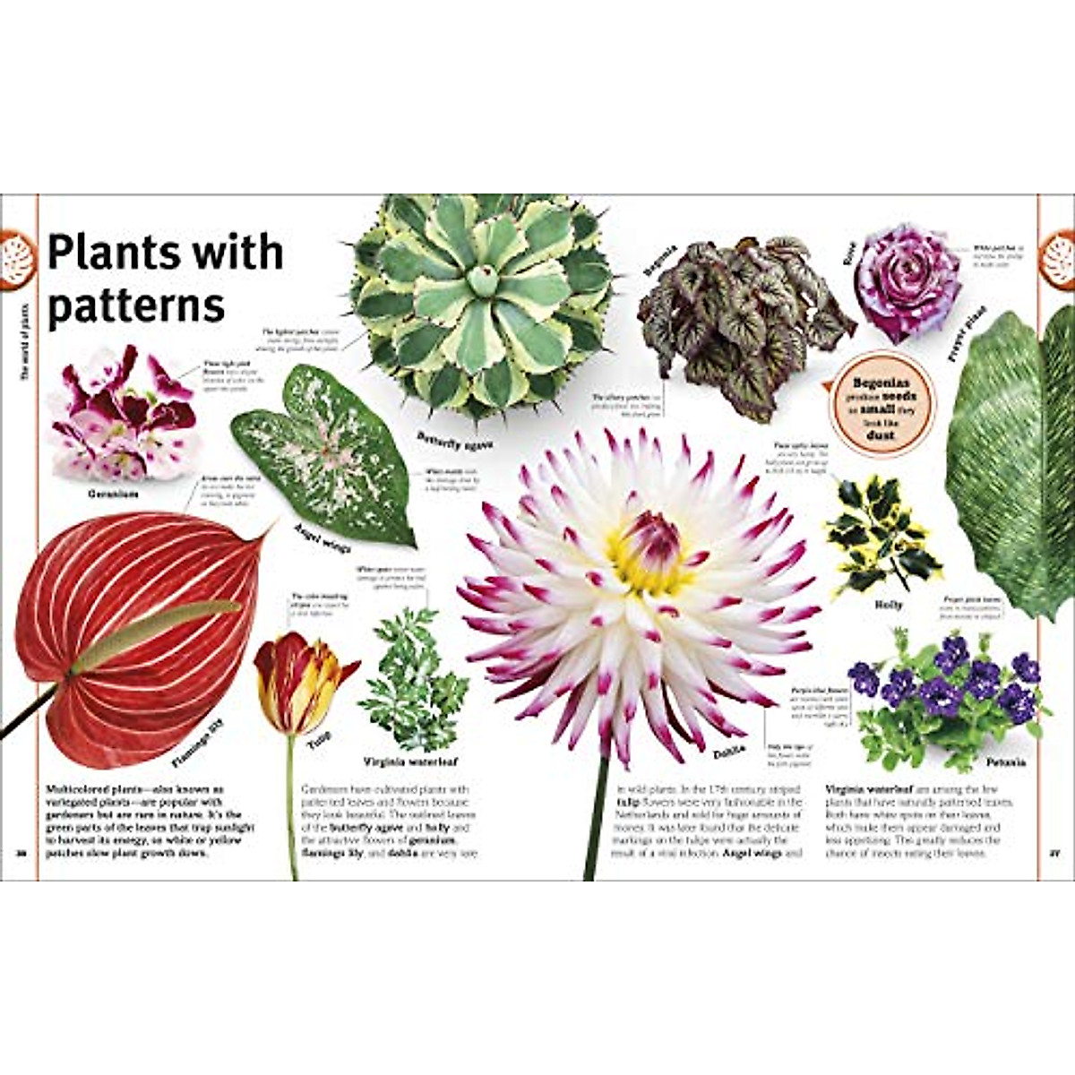 Trees, Leaves, Flowers and Seeds: A Visual Encyclopedia of the Plant Kingdom (DK Our World in Pictures)