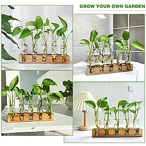 RENMXJ Plant Propagation Station, Plant Terrarium with Wooden Stand for Hydroponics Plants Office Decor Unique Gardening for Women Plant Lovers - 5 Glass Test Tube Vases