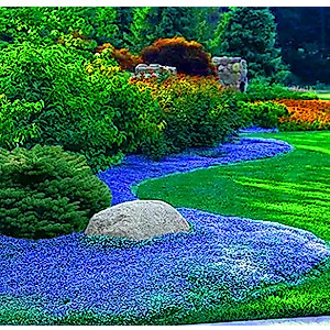 1000+ Blue Creeping Thyme Seeds for Planting, Dwarf Ground Cover Plants Easy to Plant and Grow, for Rocks and Lawns