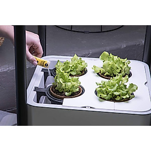 Miracle-Gro Twelve Plant Nutrition 12 Pre-Dosed Packets for Indoor Gardening - Plant Food for Vegetables, Fruits and Flowers, Designed for Growing Plants in Hydroponic Systems