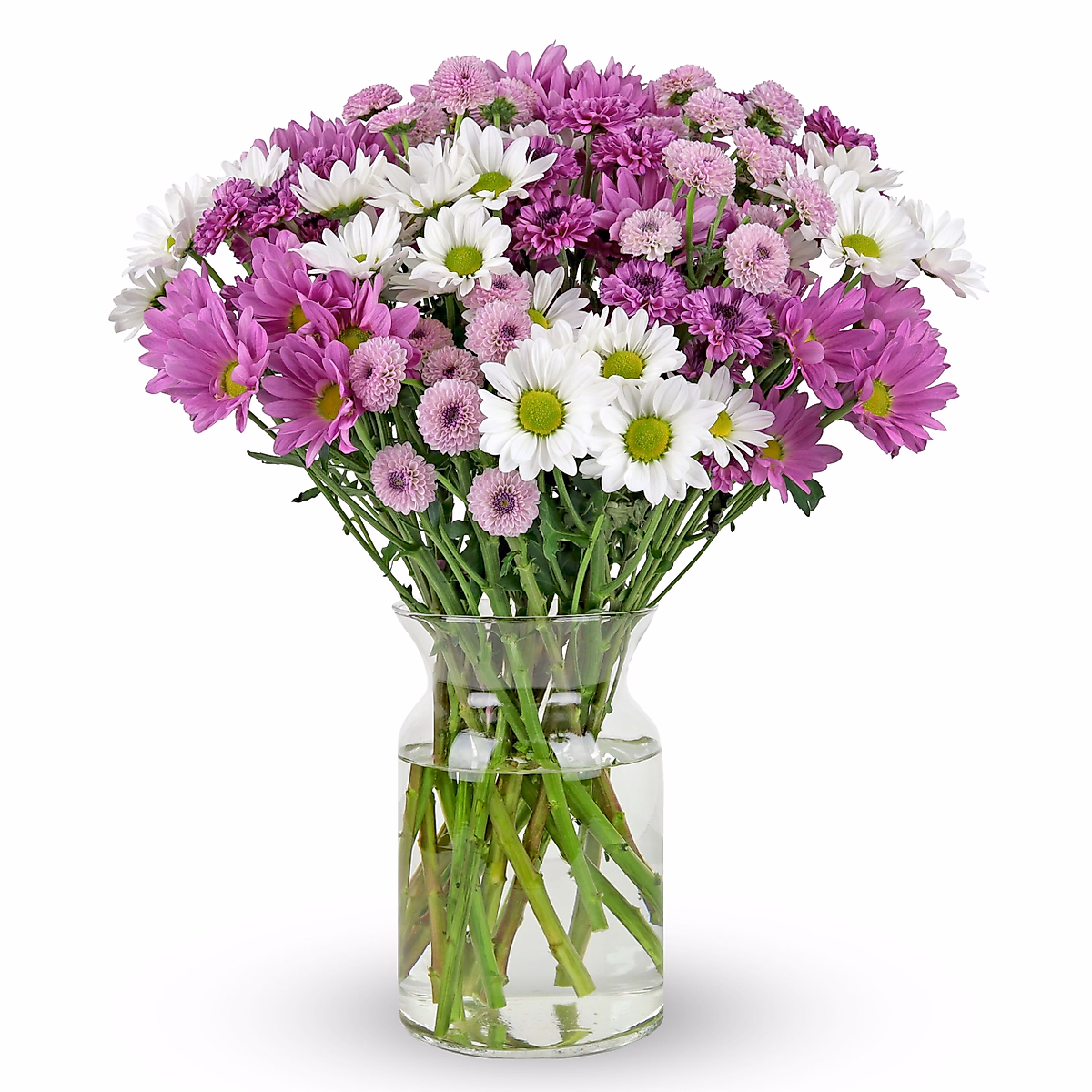 Benchmark Bouquets - 16 Stem Chrysanthemum Daisies (Glass Vase Included) – Fresh Flowers for Delivery - Gift for Easter, Mother’s Day, Birthday, Anniversary, Sympathy, Get Well, Congratulations