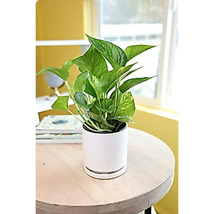 Essential Houseplant Collection (4PK) Live Plants Indoor Plants Live Houseplants in Plant Pots, Easy House Plants Indoors Live, Snake Plant, Pothos in Potting Soil, Clean Air Plants by Plants for Pets