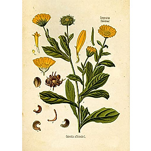 Vintage Botanical Prints | Wildflower Art Prints | Floral Wall Art | Set of 9 5x7 Unframed