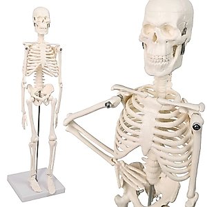 Merinden Mini Human Skeleton Model, 17.72” Petite Human Bones Model with Movable Arms, Legs and Stand, for Student, Kid to Study Small Human Skeletal System Anatomy, Physiology and to Decor Halloween