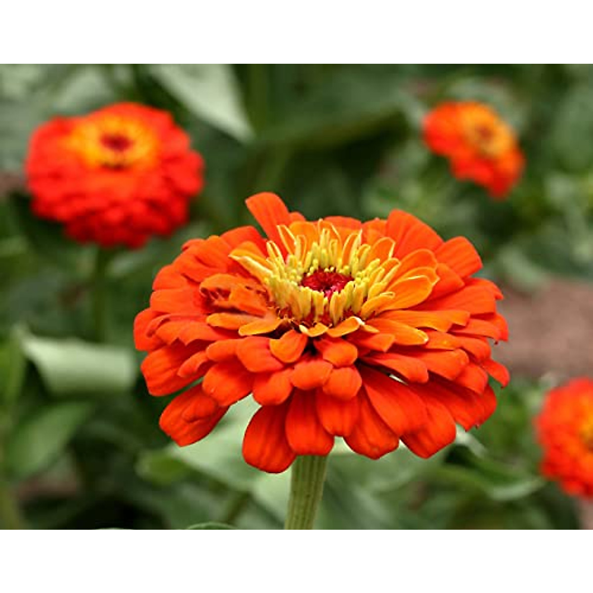 500+ Mix Colors Zinnia Seeds for Planting Outdoors, Heirloom Non-GMO 90% Germination, Open Pollinated, Wonderful Gardening Gifts