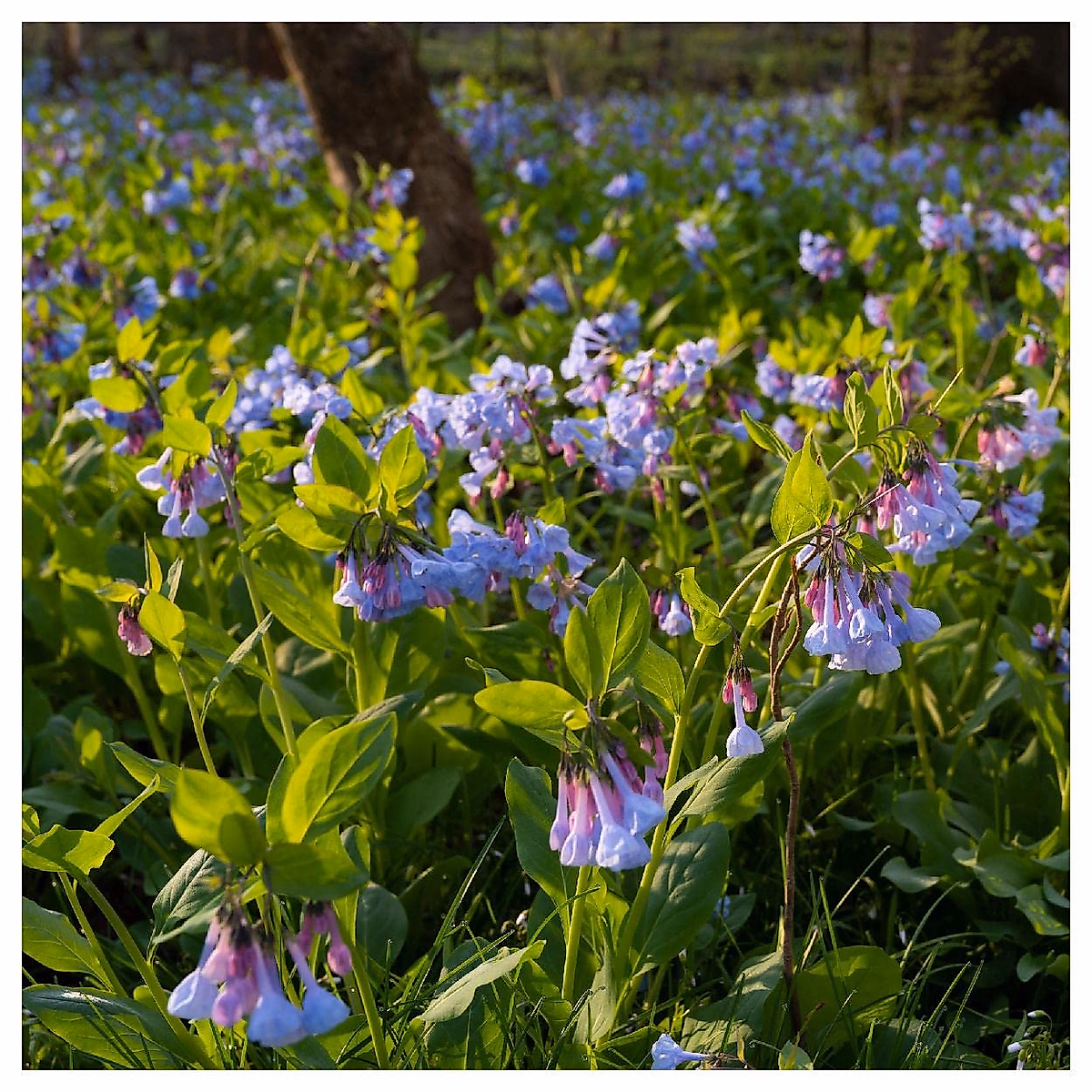 Everwilde Farms - 20 Virginia Bluebells Native Wildflower Seeds - Gold Vault Jumbo Seed Packet