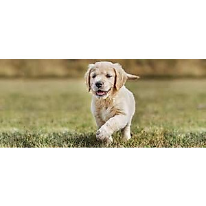 Immune Support Vitamins - Dogs Immune Support - Burdock Root Extract Organic - Burdock Root for Dogs - Immune Dog Pills, Immune Support for Dogs probiotic, Immune Support Supplement 2 Bot (120 Chews