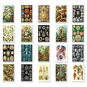 NATURAL CURIOSITIES by Ernst Haeckel postcard set of 20 postcards. Botanical illustrations theme post card variety pack. Made in USA.