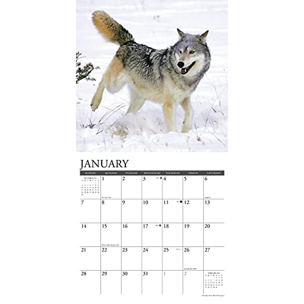 Willow Creek Press Spirit of the Wolf Monthly 2024 Wall Calendar (12" x 12")