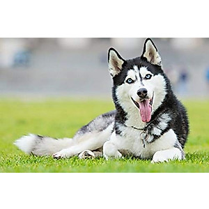 HAPPY PET VITAMINS LLC Hip n Joint Dog Supplements - Dog Hip and Joint Health - Stiff Joint Solution - LUBRICATES Joints - Vet Approved - Dog glucosamine Soft Chews - 3 Bottles (360 Treats)