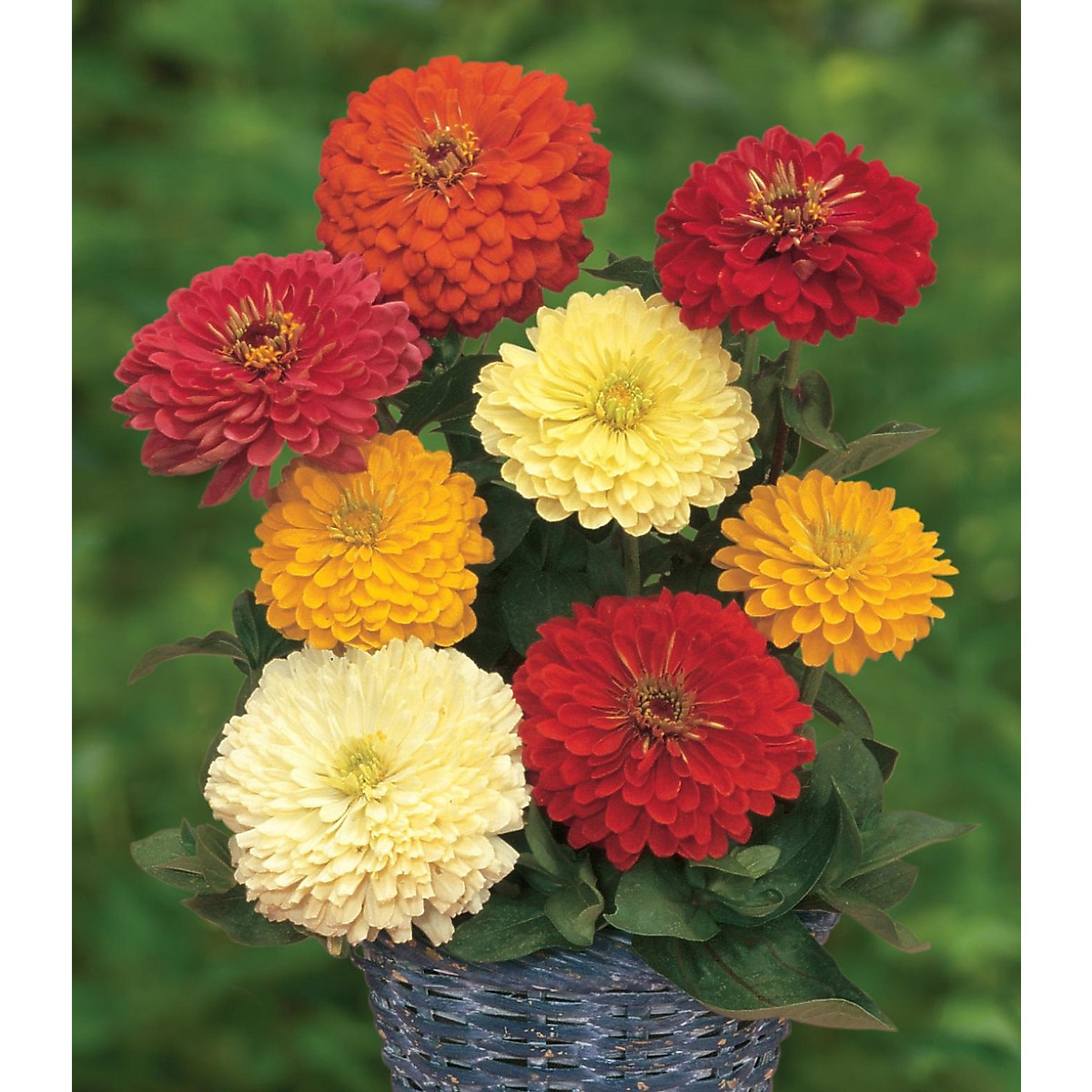 Burpee Big Tetra Mix Zinnia Seeds 65 seeds