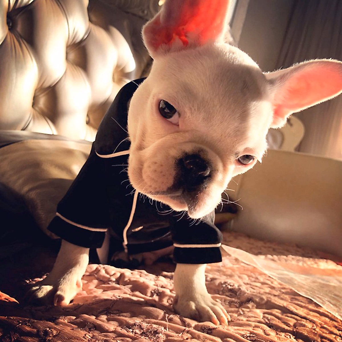 LIWOWOLI Dog Pajamas for Small Dogs, Pink, Cotton Blend, XS-XL, Unisex, Floral, Party, Temperature-Regulating, Collared Neck, 1 Pack