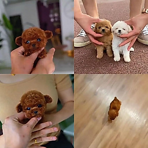 Fulanrt 2025 New Robot Dog, Robot Puppy That Acts Like A Real Puppy, Nicoo - My Realistic Robotic Puppy, Nico DogRobot for Adults, Ai Nicco RobotDog - Walking, Barking, Tail Wagging (Teddy)