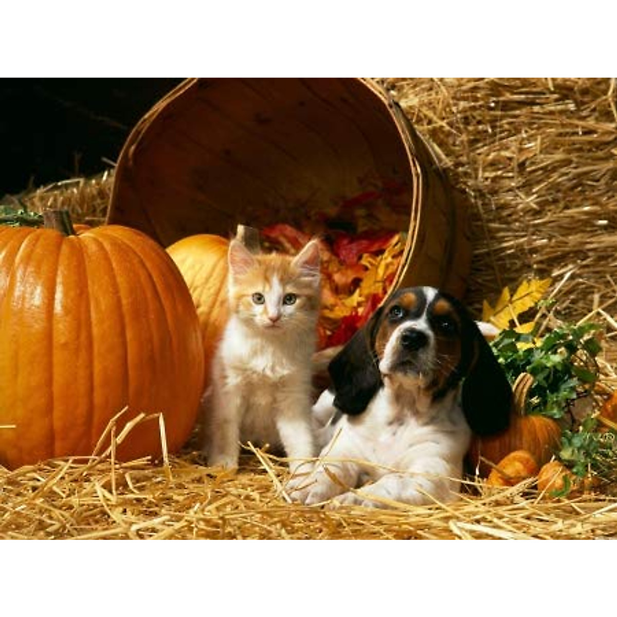 I Love My Pets cat Digestive Supplements - PET Digestive AID - Dogs and Cats - Best PROBIOTICS - cat Digestive aid - 60 Treats (1 Bottle)