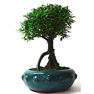Seiju Dwarf Chinese Elm - Ulmus parvifolia - 2.5" Pot - Fairy Garden/Bonsai