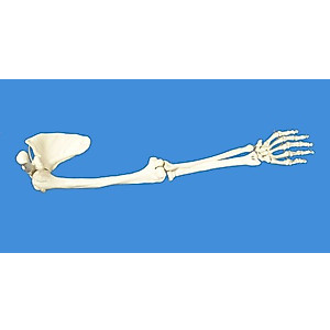 Wellden Product Anatomical Human Upper Limb Skeleton Model, Life Size