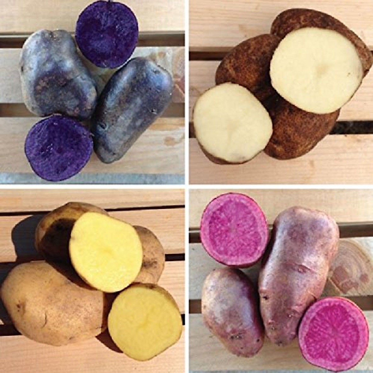 Color-Mix-Seed-Potato-Mix-Speciality-Potato-Blue-Red-Yellow-White-Excellent (5 LBS)