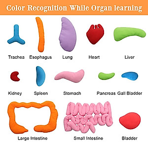 AIPINQI Anatomy Apron,Body Anatomy Apron Kids Human Body Organs Awareness Educational Toys for Children Preschool Science Homeschool Teaching Aids