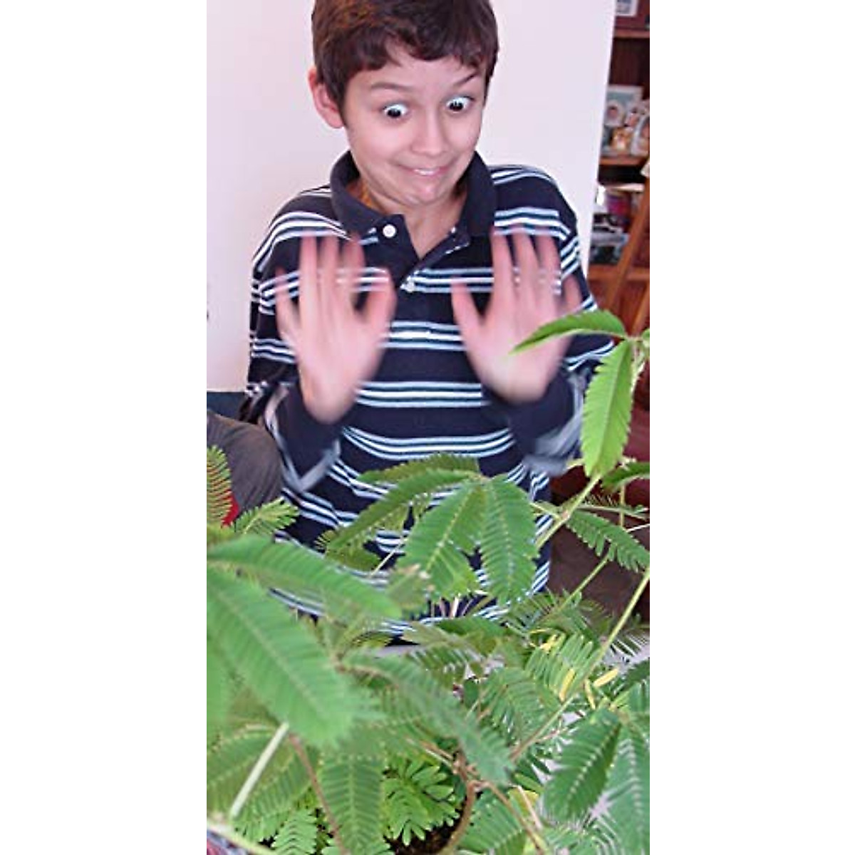 Zombie Plant Seed Packets (2) Grow Your Real Live Zombie Plant. Watch it"Play Dead" When Touched! Supplies for Zombie Themed Birthday. Plant Zombie Seeds as an Activity. Great Stocking Stuffer!