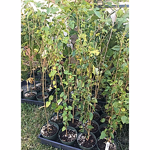 Pakistan Long Mulberry Tree - Morus Macroura Long Mulberry - Live Plant Not Dwarf