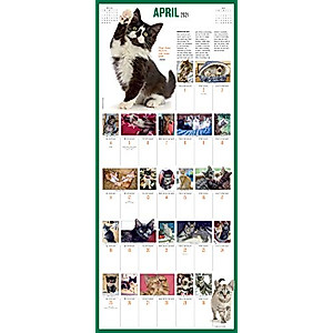 365 Kittens-A-Year Picture-A-Day Wall Calendar 2021