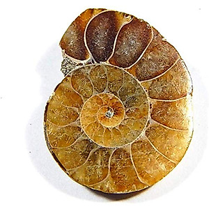 Phoenix888 XUETZALCOATL Sacred Maadhavah Sudarshan Shaligram from Kali Gandaki 1 pcs