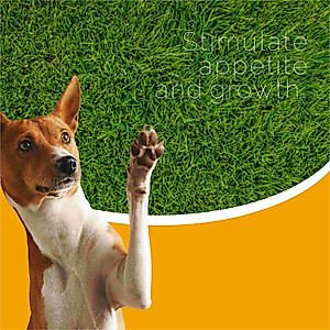 Multivitamin & Minerals Dietary Supplement Small Dogs & Cats by Interfarma Corp | Heart, Digestion, Skin, Coat, & Joint Support | with Vitamins, Minerals, Iron, Calcium, & Folic Acid | 60 Tablets