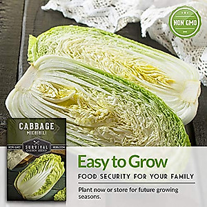 Survival Garden Seeds - Michihili Napa / Nappa Cabbage Seed for Planting - Pack with Instructions to Plant and Grow Brassica Vegetables in Your Home Vegetable Garden - Non-GMO Heirloom Variety