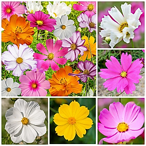 Seed Needs, 3,000+ Crazy Cosmos Seeds Wildflower Mix/Mixture (Cosmos Bipinnatus) Mixed Color Blooms Attract Bees & Butterflies/Monarchs, Blend includes 10+ Varieties - Open Pollinated - Bulk