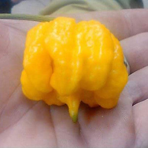 Pepper Joe’s Yellow Reaper Pepper Seeds ­­­­­– Pack of 10+ Superhot Reaper Chili Pepper Seeds – USA Grown ­– Premium Non-GMO Yellow Reaper Seeds for Planting in Your Garden