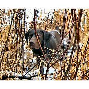 CafePress German Shorthaired Pointer Mug Ceramic Coffee Mug, Tea Cup 11 oz