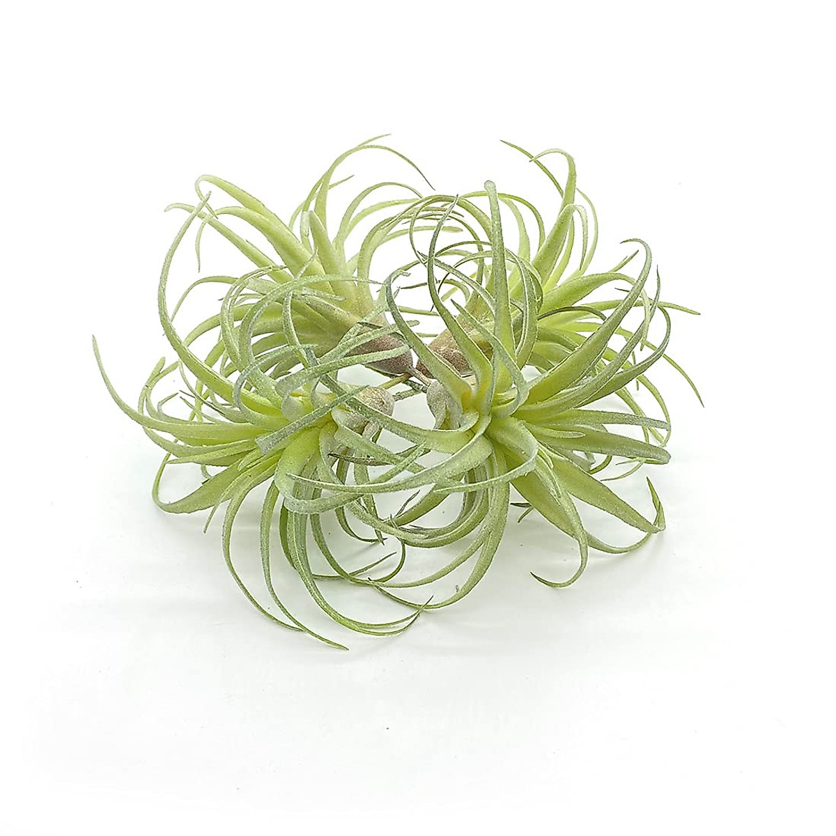 ZKTECH 4 Pack Artificial Succulent Plants Flocked Air Plants Grass Faux Flocking Tillandsia Air Plants Bromeliads for Home Garden Decor Terrarium Project Fake Artificial Plants Arrangement