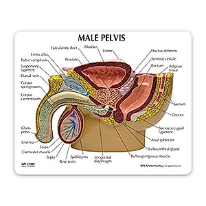 Male Pelvis w/ Testicles Model | Human Body Anatomy Replica of Male Pelvis w/ Testicles for Doctors Office Educational Tool | GPI Anatomicals