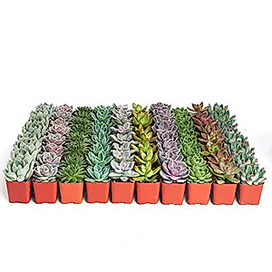 Shop Succulents Rosette Succulent Plant Pack Bulk Collection, Live Mini Succulent Plants, Low Maintenance, Floral Shaped Mix of Colors & Textures, Wedding and Party Favors, Gift & Garden, Pack of 64