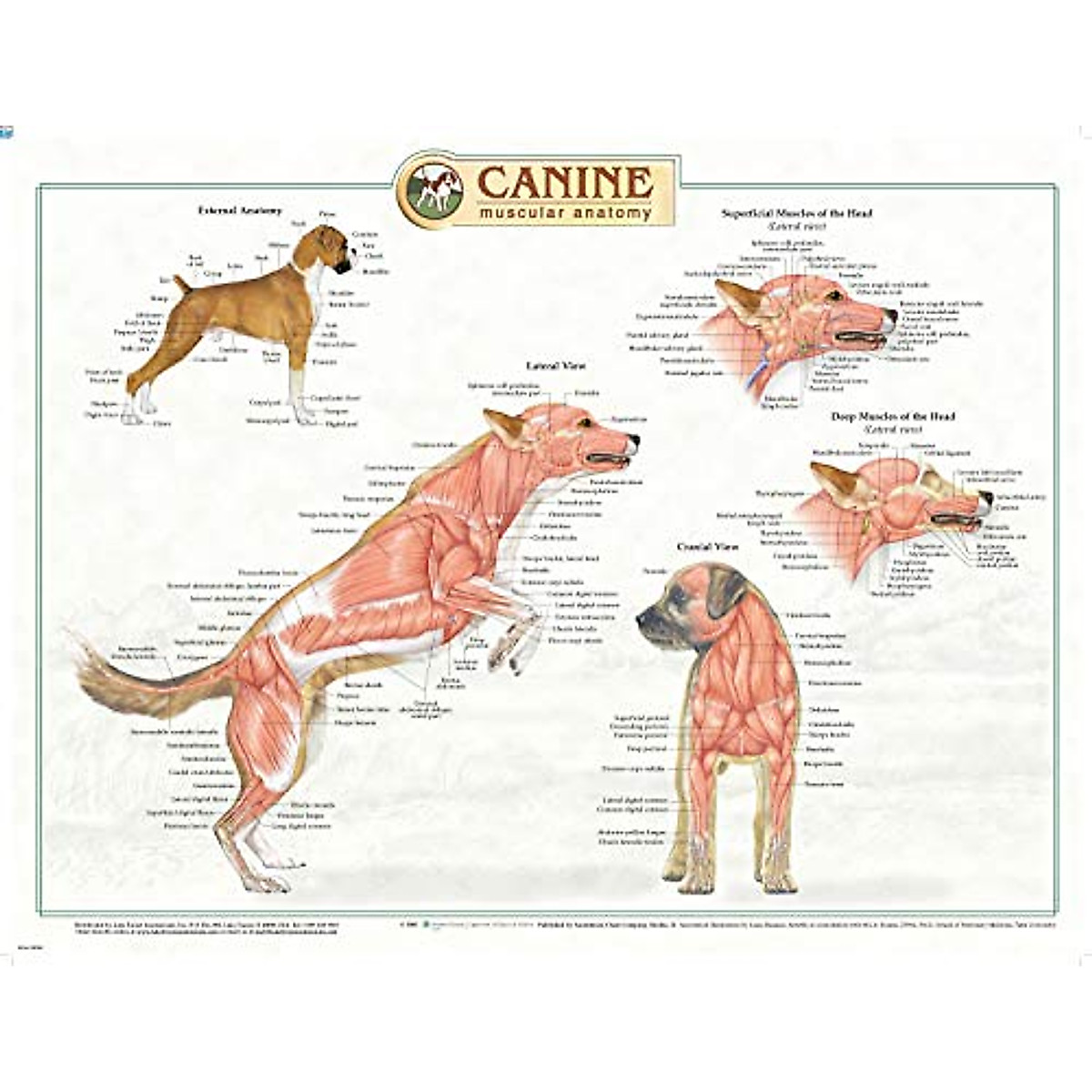 Canine Anatomy, Complete Set of 3 Charts. Buy the Set and SAVE!