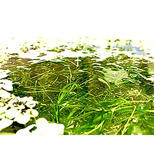 Guppy Grass (+Free Bonus Plant) Live Aquatic Plant for Aquarium (Najas Guadalupensis)