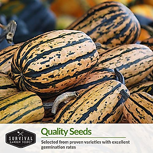 Survival Garden Seeds Winter Squash Collection Seed Vault - Non-GMO Heirloom Varieties for Planting and Growing in The Vegetable Garden - Butternut, Delicata, Pink Banana, and Spaghetti Squash