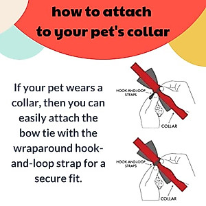 H&K Bow Tie for Pets | Bone-Dana Multi (Small) | Velcro Bow Tie Collar Attachment | Fun Bow Ties for Dogs & Cats | Cute, Comfortable, and Durable | Huxley & Kent Bow Tie