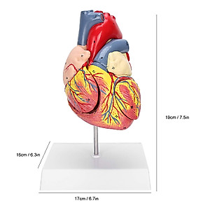 Brrnoo Human Heart Model 48 Anatomical Internal Structures, 2-Part Life Size Anatomically Accurate Numbered Heart Medical Model, 3 x Removable Parts for Teaching use