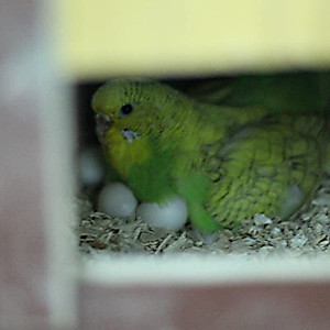 WOLEDOE 8Pcs Fake Bird Eggs, Stop Egg Laying fit Parrotlet, American Parakeet, Budgie, Diamond-Dove Artificial Eggs 14mm*19mm