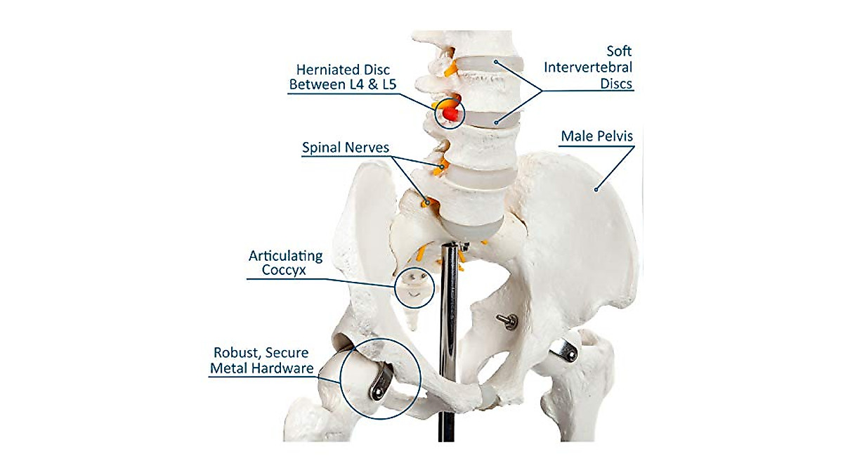 Anatomy Skeleton Model for Medical Study - Highly Detailed & Interactive